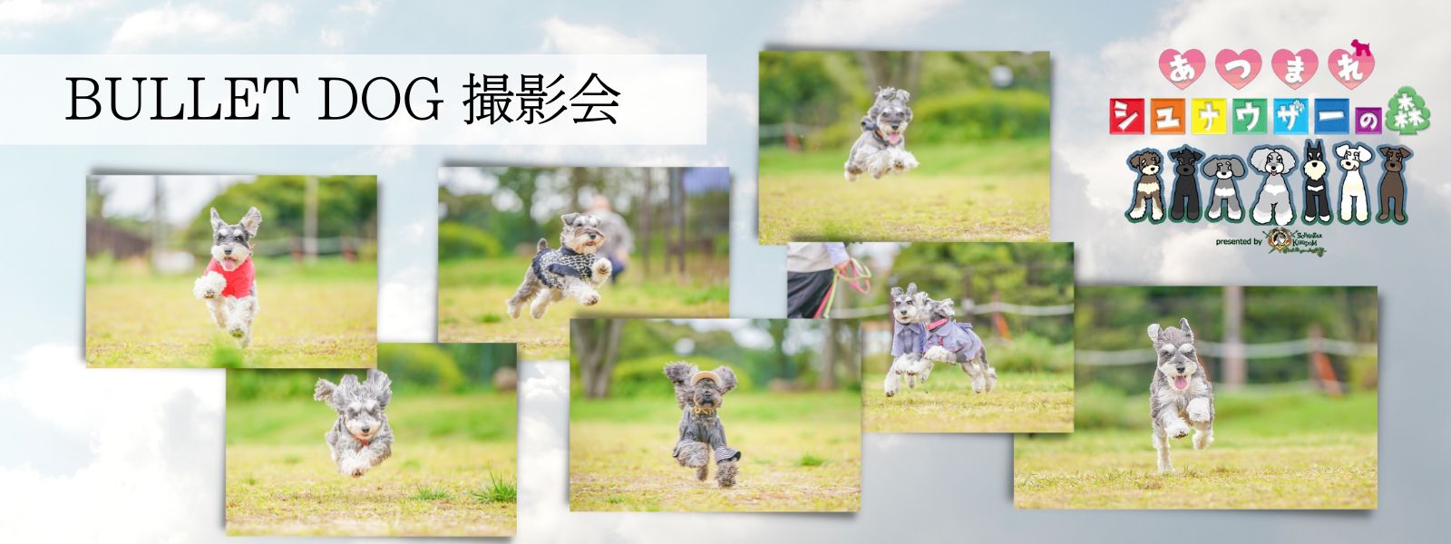 BULLET DOG撮影会 – Schnauzer KINGDOM