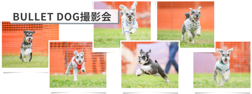 BULLET DOG撮影会 | シュナウザーキングダム / あつまれシュナウザーの森‐公式サイト